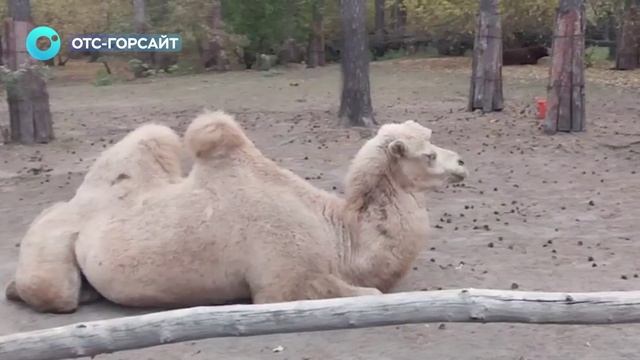 Последствия пожара в Новосибирском зоопарке