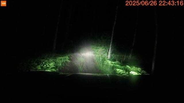 ночная прогулка 🍁