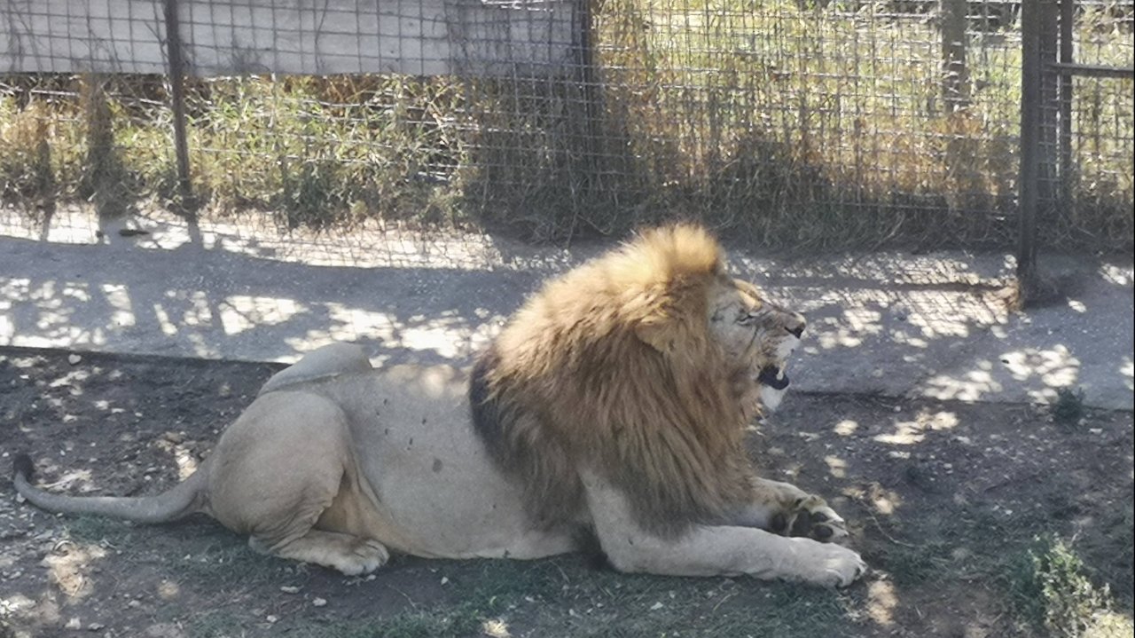 7 сентября 2023 г. Парк львов Тайган #крым #тайган #паркльвов #паркльвовтайган