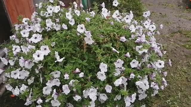 После стрижки ампельные петунии вновь зацвели