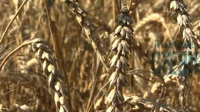 Скоро сельхозпредприятия Ейского района приступят к осенней посевной кампании