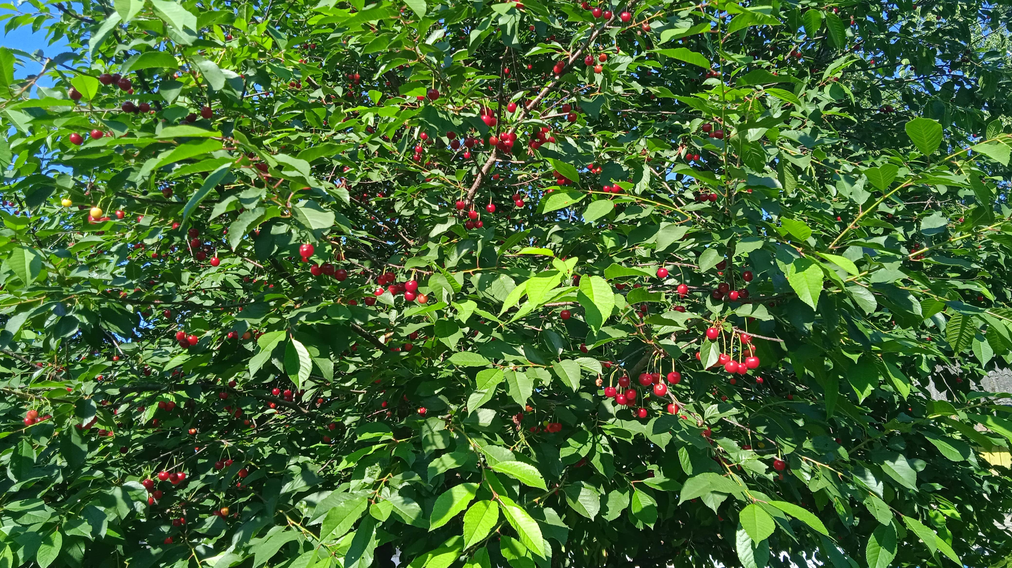 3.7.25г.   Очень много🍒🍒🍒 ВИШЕН!!!  Просто УСЫПАНО!!!  Урожай ШИКАРНЫЙ!!!👍