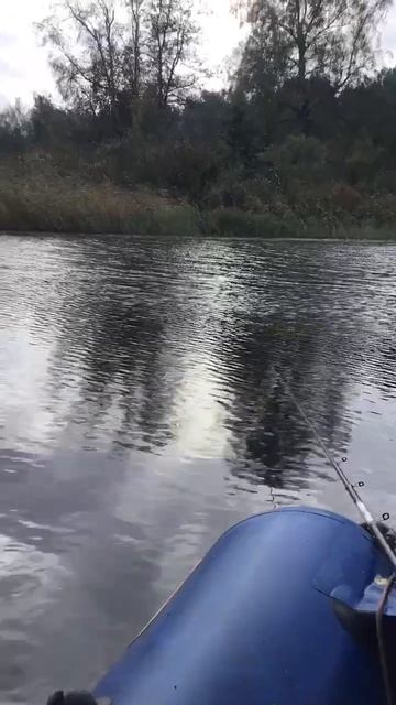 Ленобласть. Хвойное. 22.09.2025. Рыбалка на Вуоксе с котенком Персиком и утятами. Эпизод 6
