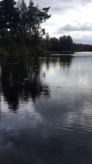 Ленобласть. Хвойное. 22.09.2025. Рыбалка на Вуоксе с котенком Персиком и утятами. Эпизод 2