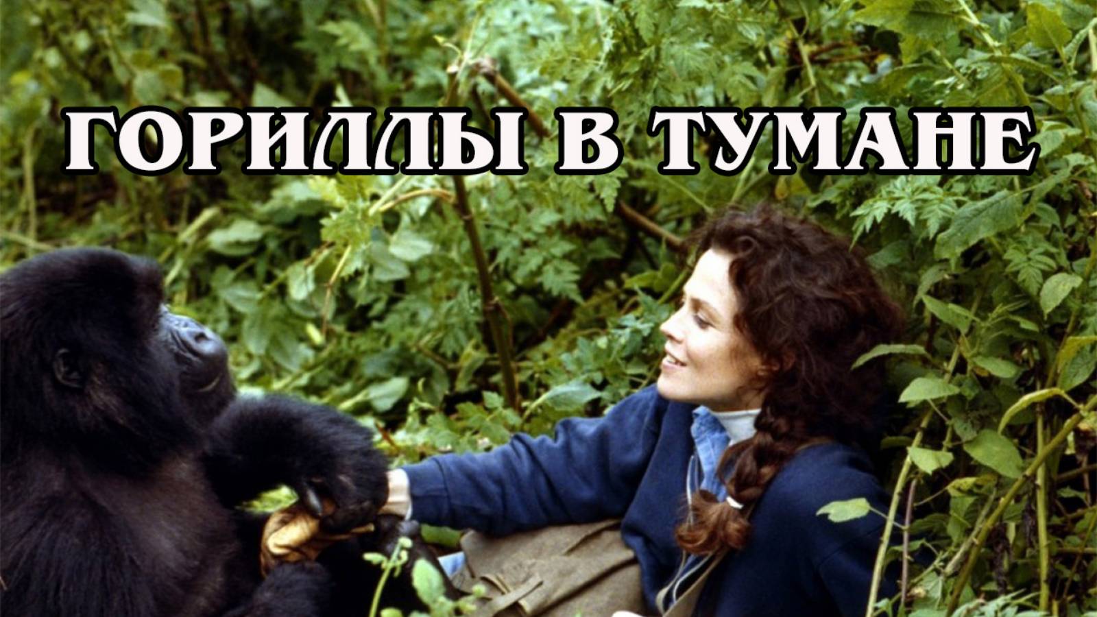 Гориллы в тумане 1988 (HD)