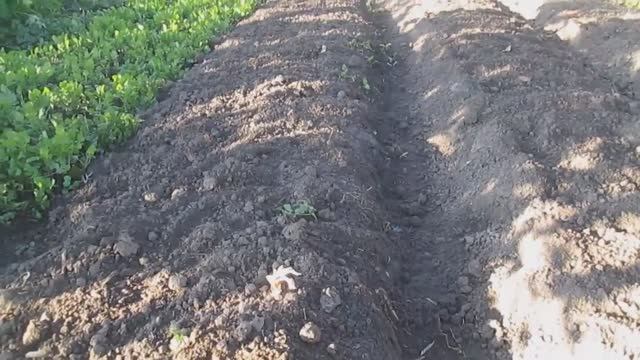 Лук на стрелку под зиму