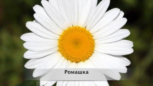 100 слов для детей 1-3 года! Так же для повторения после инсульта (2 часть)