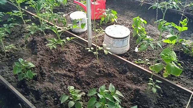 3.7.25г.  Расцвели🌹🌹🌹 РОЗЫ!!!    Обзор в ТЕПЛИЦЕ!!!    Мой 🐈ЛЁВУШКА и ЦВЕТОЧЕК!!!👍