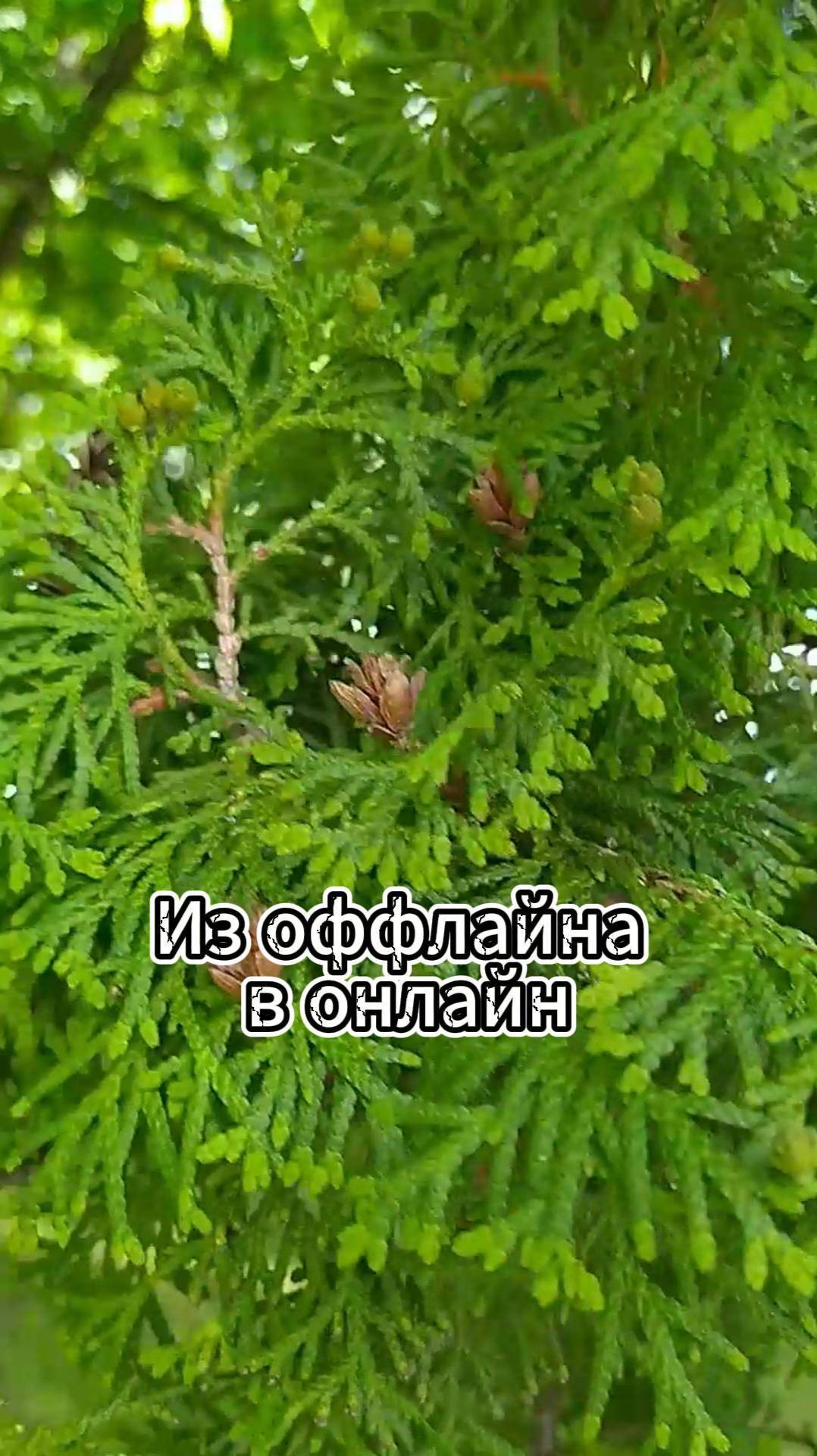 Маршрут построен, из оффлайна в онлайн