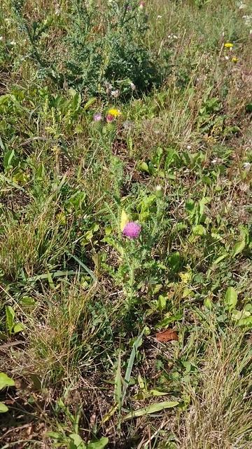 Красивая жёлтая бабочка!