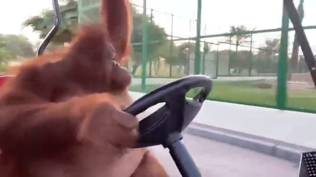 Это орангутан Рэмбо.