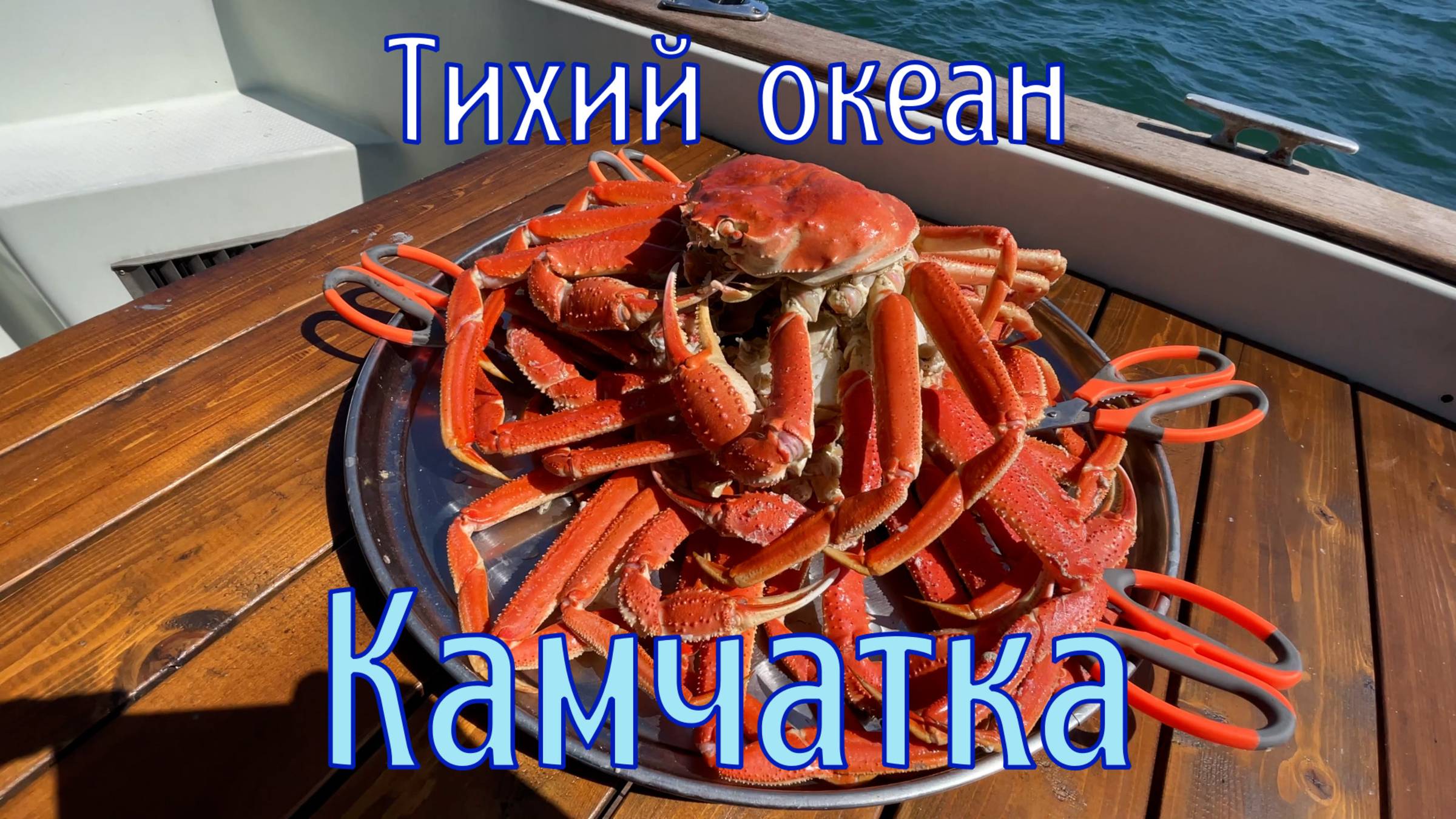 Камчатка-2025: за косатками на яхте в Тихом океане #travel #animals #nature #pacific #ocean #4k