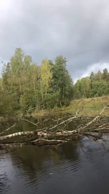 Ленобласть. Хвойное. 22.09.2025. Рыбалка на Вуоксе с котенком Персиком и утятами. Эпизод 3