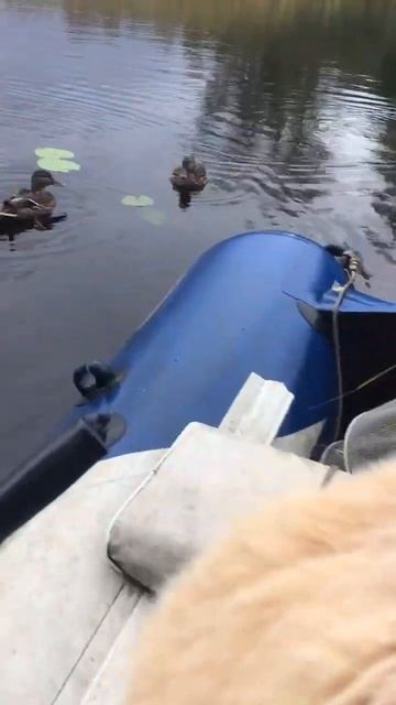 Ленобласть. Хвойное. 22.09.2025. Рыбалка на Вуоксе с котенком Персиком и утятами. Эпизод 5