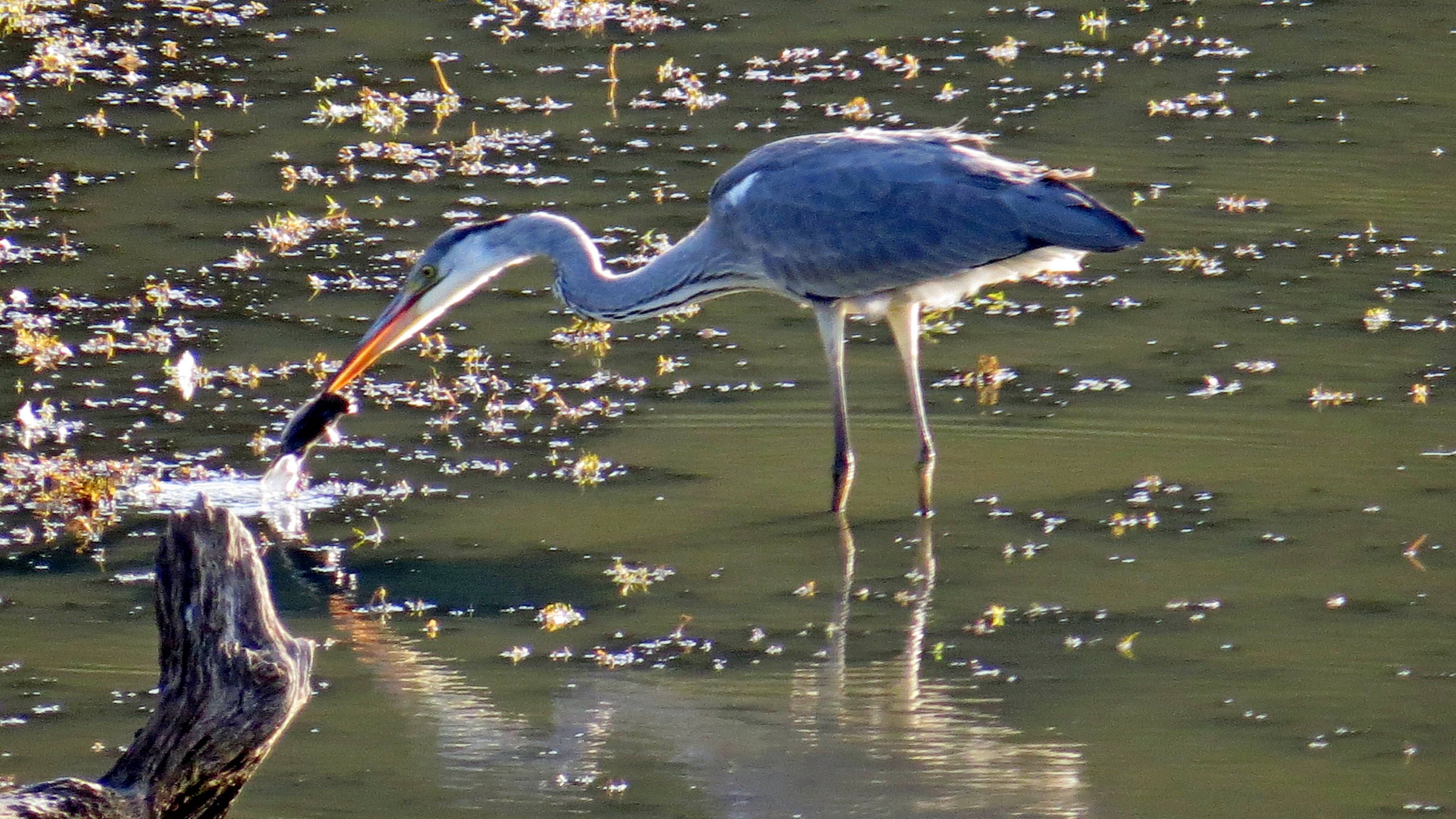 Серая цапля.