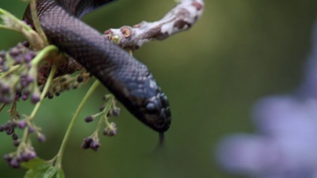 Любовь, Рождение и Смерть —  Элесио