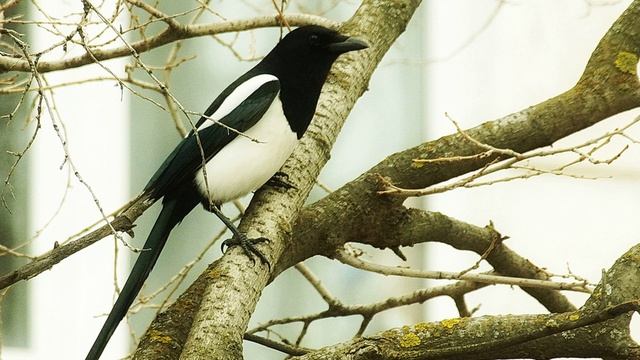 Звуки природы. Природа. Птицы. Сорока обыкновенная