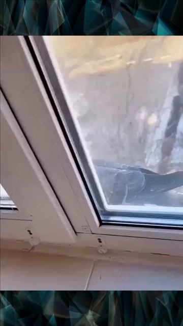 Кот и голубь