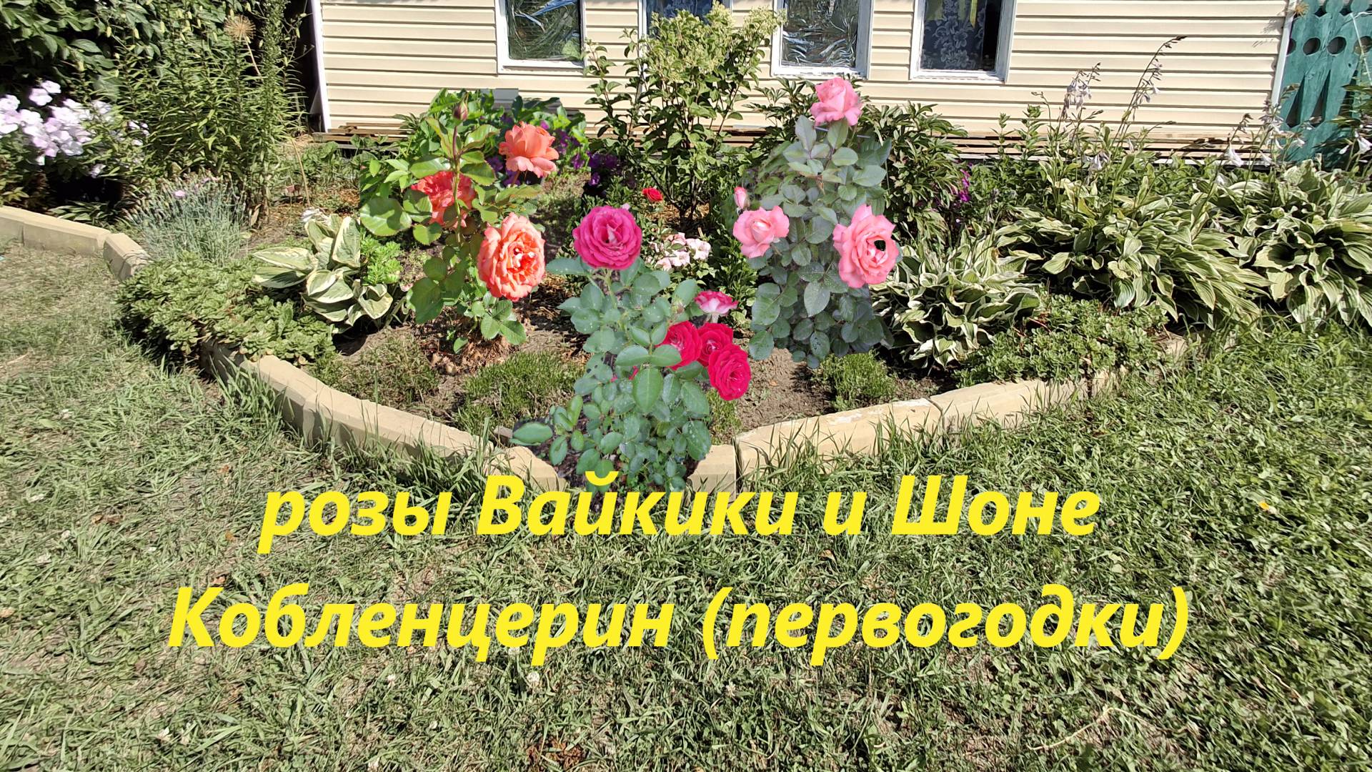 Розы первогодки Вайкики и Шоне Кобленцерин в Западной Сибири. #107