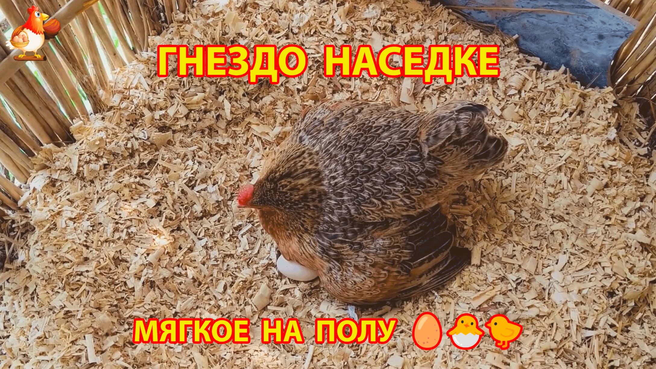 Гнездо для наседки на полу понравилось курочке 🥚🐣🐤