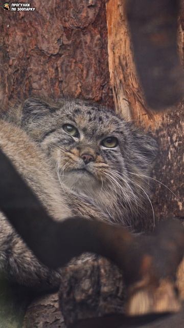 Манул Шу спокойно зажировывается. Ленинградский зоопарк