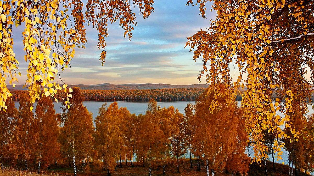 Моя золотая тайга