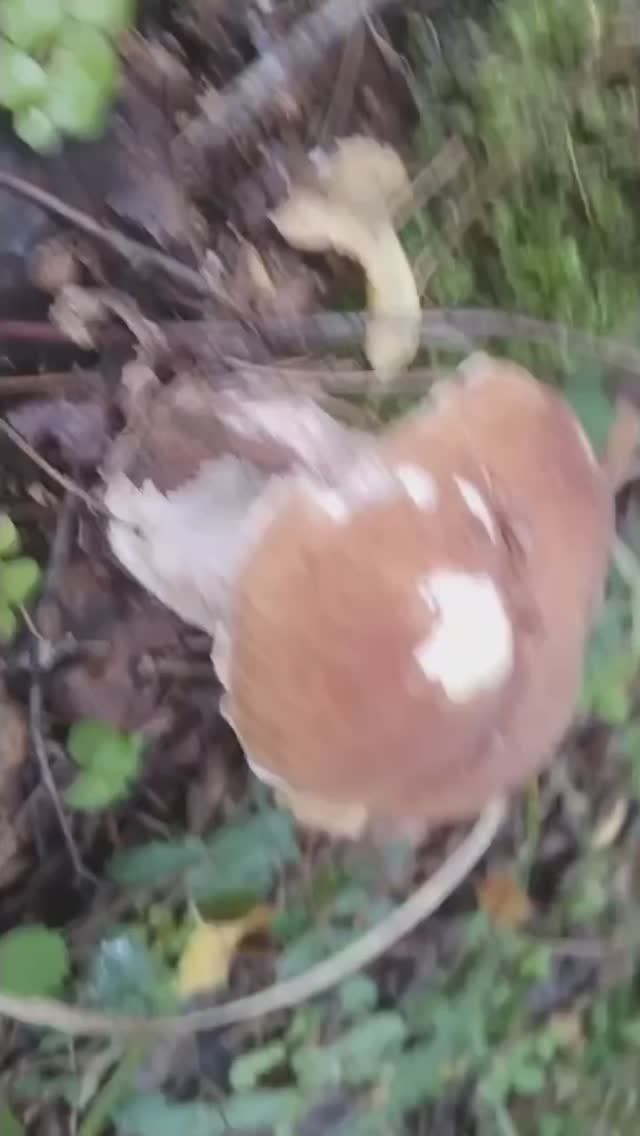 ГРИБЫ! поход за ГРИБАМИ,  Подмосковье 2025 УЖЕ на канале! .mp4