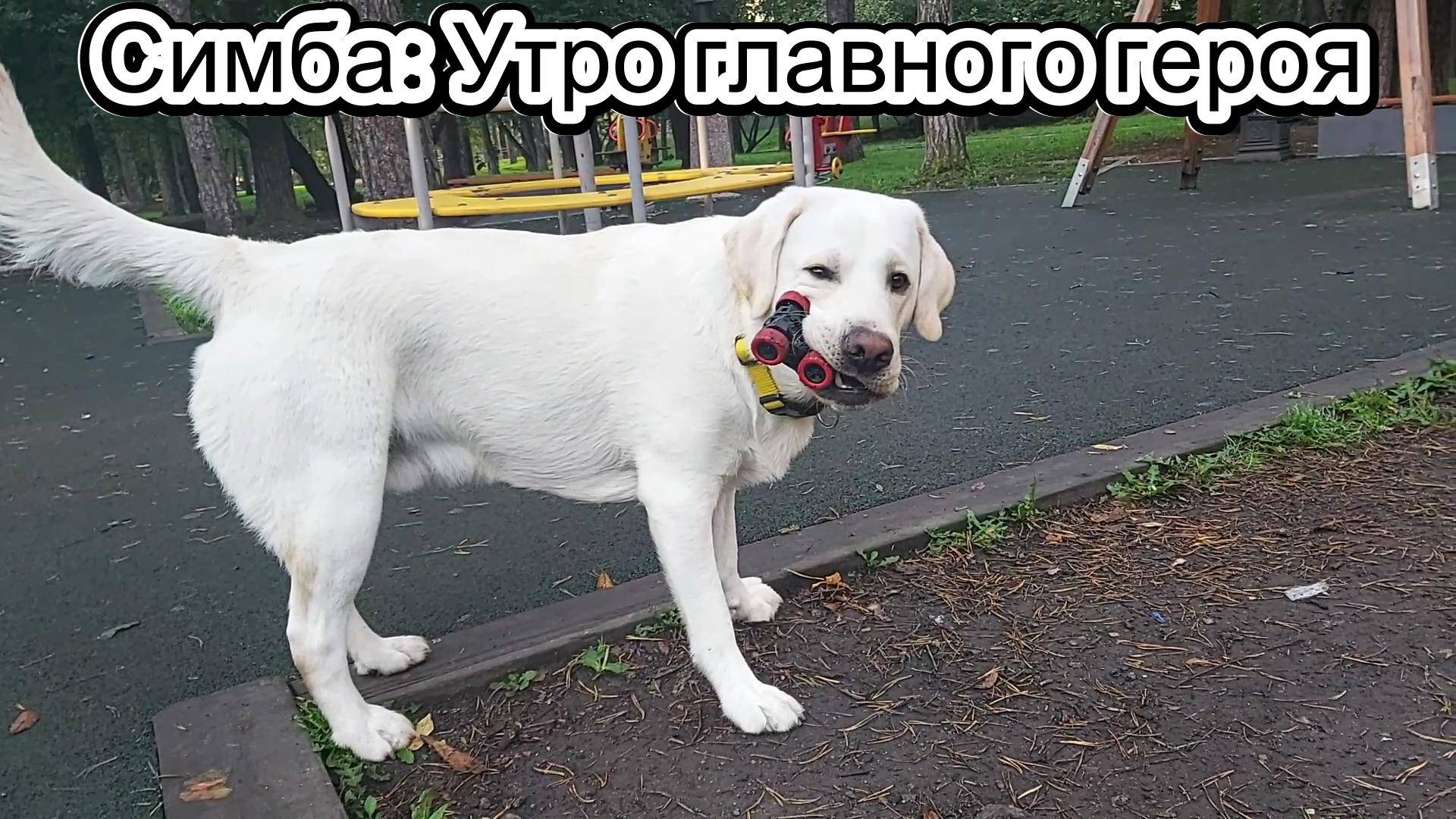Симба: Утро главного героя