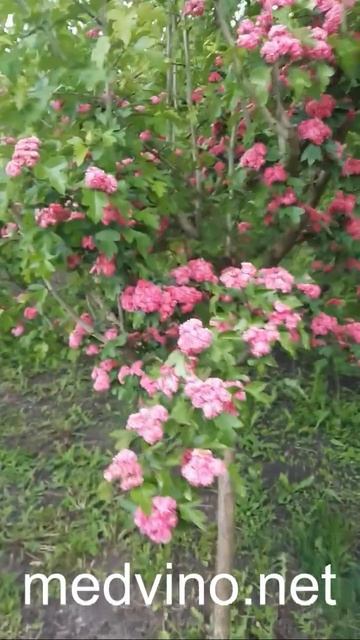 Боярышник "Пауль Скарлет"