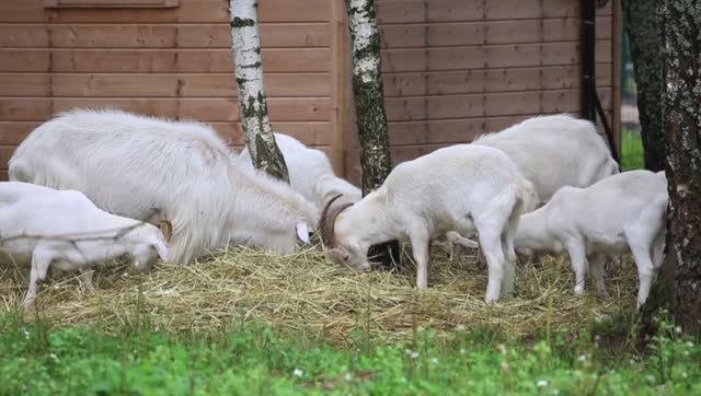 КСТП "Карамат"