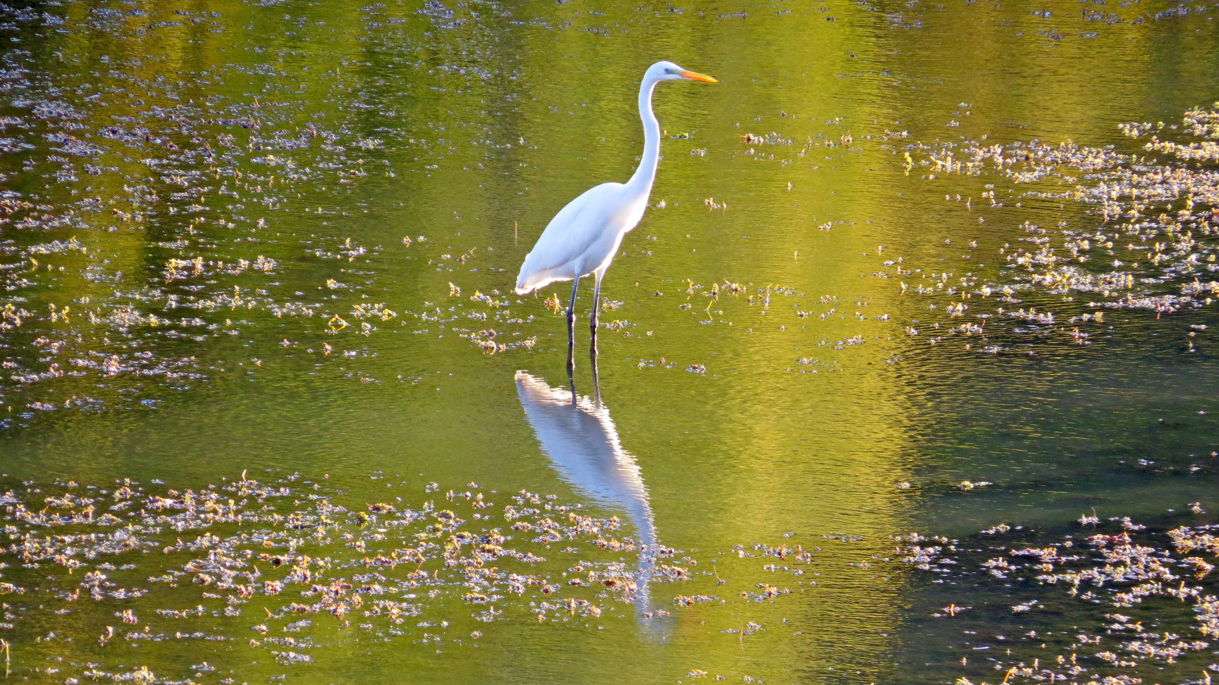 Белая цапля. Грация и красота!