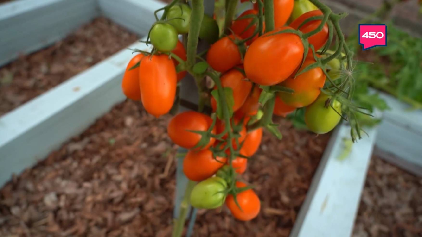 Собираем осенний урожай. Дачные сезоны