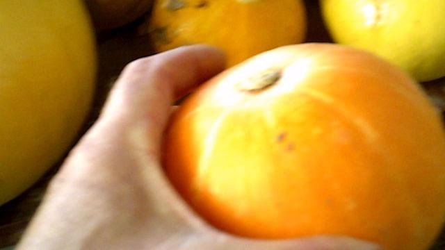 Обзор дозревающей тыквы оранжевого цвета