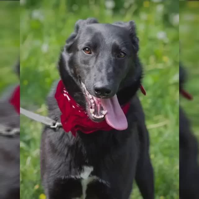 Жгучая брюнетка, с блестящей шерсткой ищет своего человека