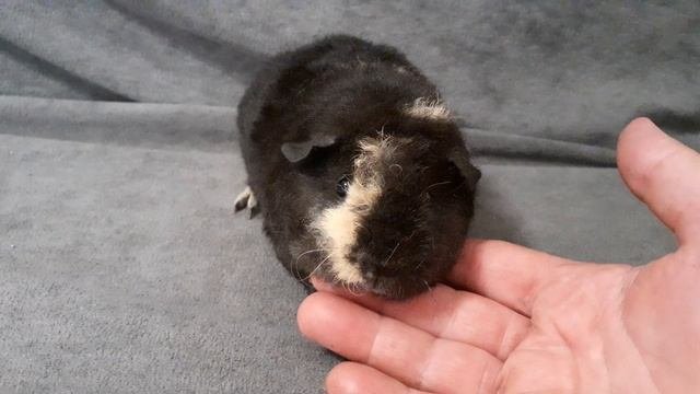 американский тедди черный с кремом, питомник ZLATO VLASKA