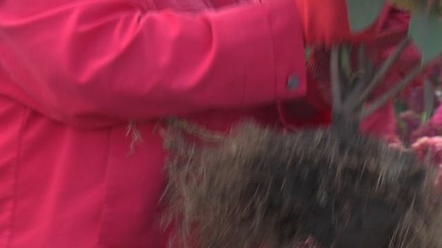 350 тыс. (!) гортензий предстоит выкопать в текущем сезоне !