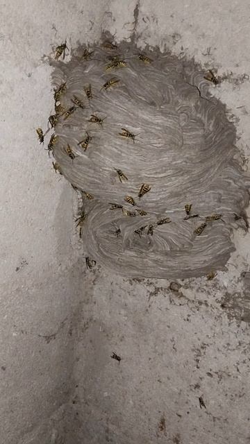 До чего достроились осы!