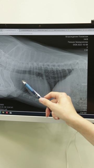 Карта пациента-ветеринарной клиники