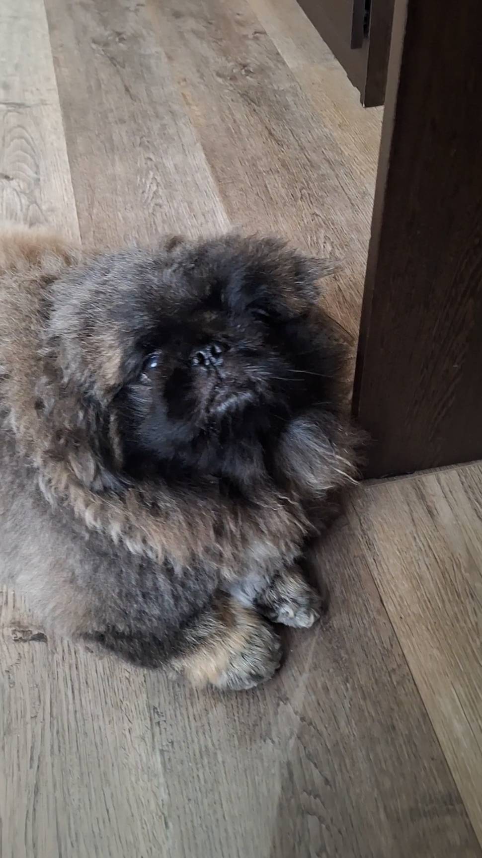 Пекинес Дендик счастливая собака