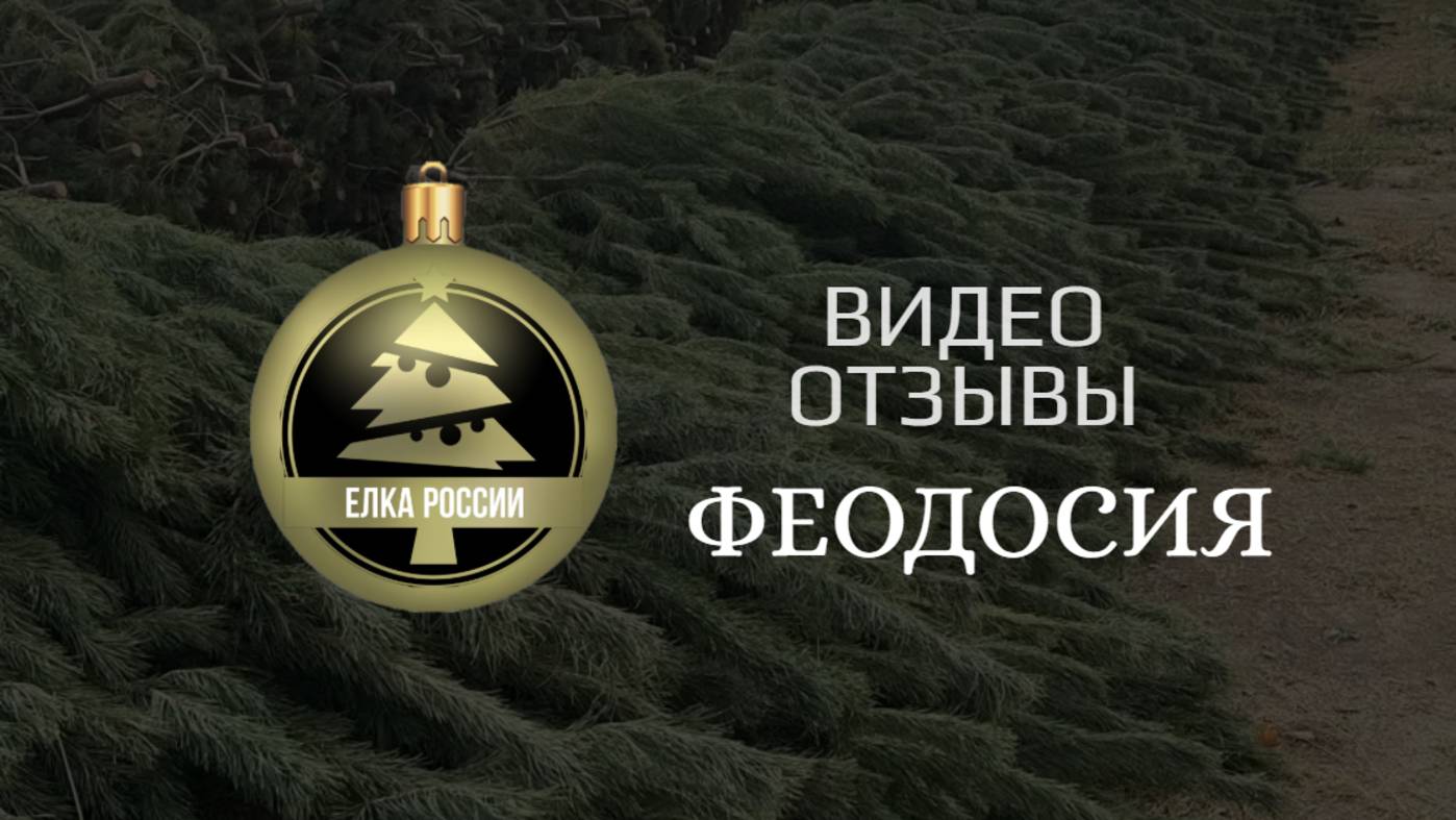 🎄Новогодняя Елка оптом | видеоотзыв ФЕОДОСИЯ
