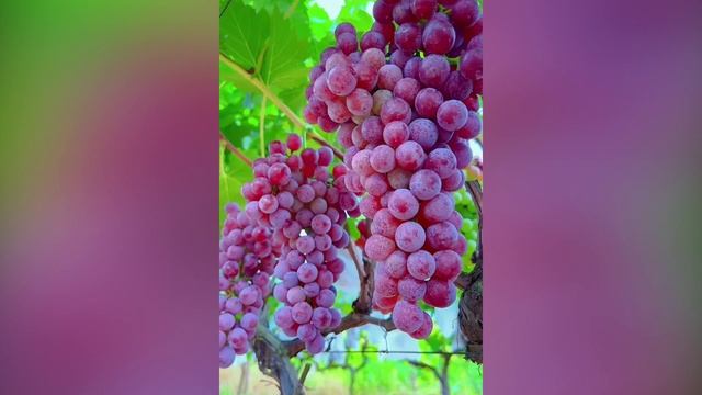 Живая природа 26.09.25  (Виноград)