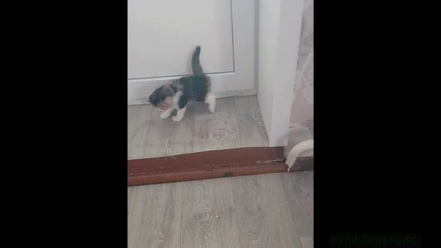 кошка с котятами