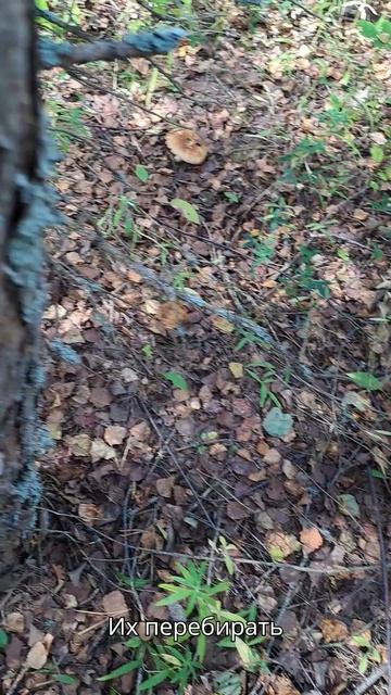 Обратная сторона сбора грибов. Сможете ли удержаться на грани удовольствия?