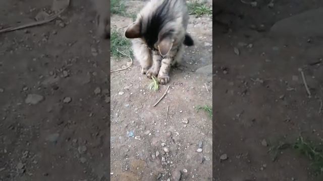 Богомол и Мурзик.