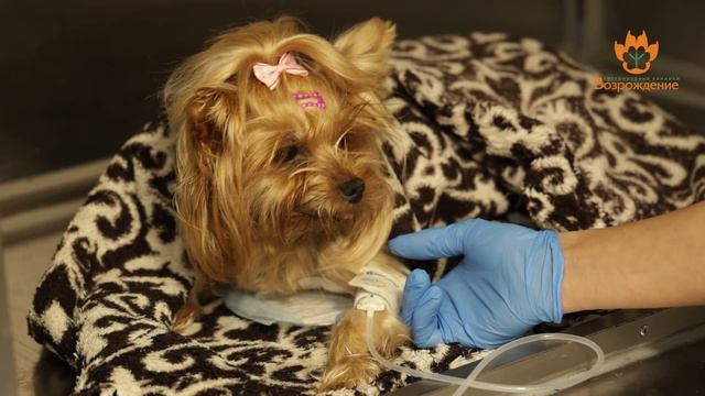 Видео для бизнеса: Интенсивная терапия ветеринарной клиники