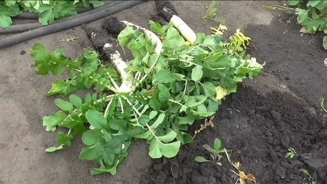 Урожайность дайкона