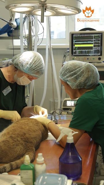 РИЛС для Бизнеса: Хирургическое вмешательство | ветеринарная клиника