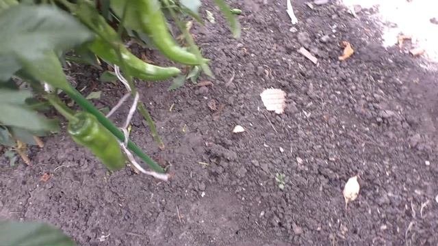 Уборка последних жгучих перцев