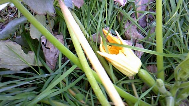 Обзор нашего кабачкового растения №4