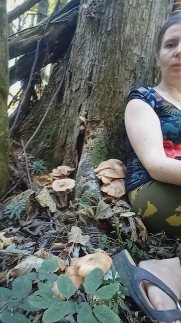 Сбор опят 2025